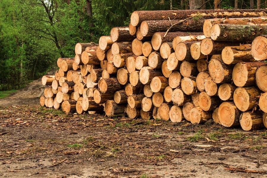 Il progetto "Filiera del legno a scopo energetico per il Mendrisiotto"